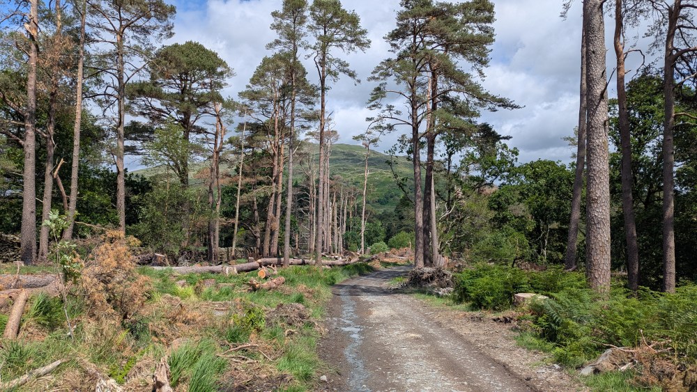 Hiking Moel Hebog: A Scenic Route in Snowdonia National Park
