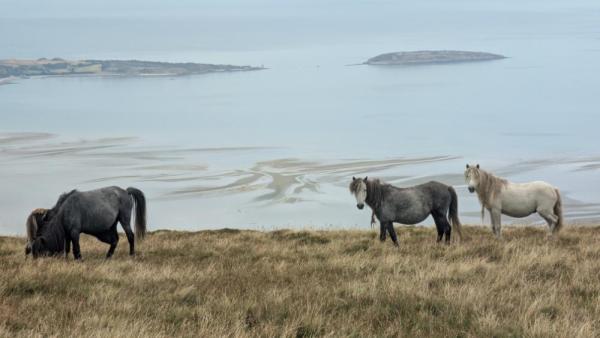 Carneddau Ponies: The Wild Horses of Eryri (Snowdonia)